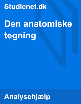 Den anatomiske tegning | Analyse